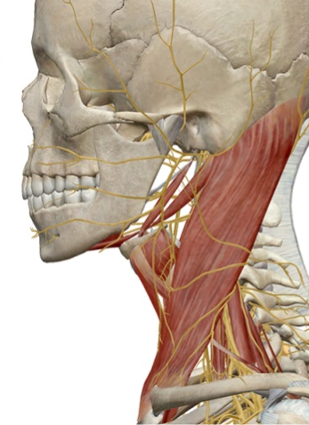 Comment muscler efficacement son cou ? - ValeoPerformance