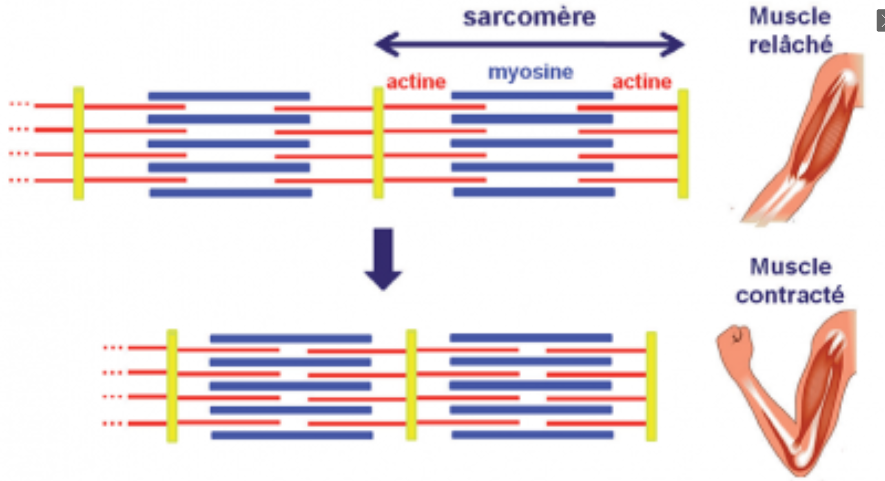 Les 3 facteurs de l'hypertrophie musculaire - ValeoPerformance