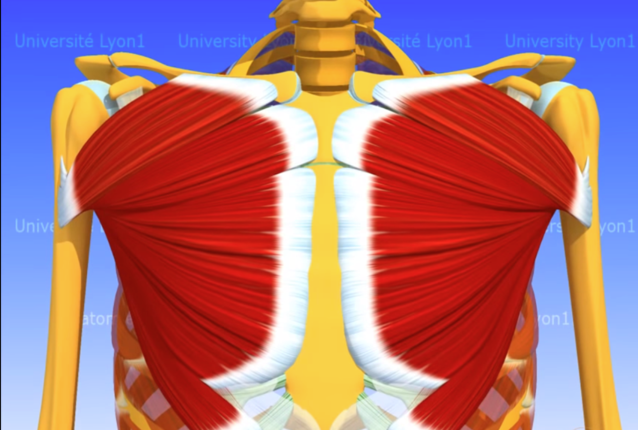 Pour des pectoraux massifs - ValeoPerformance