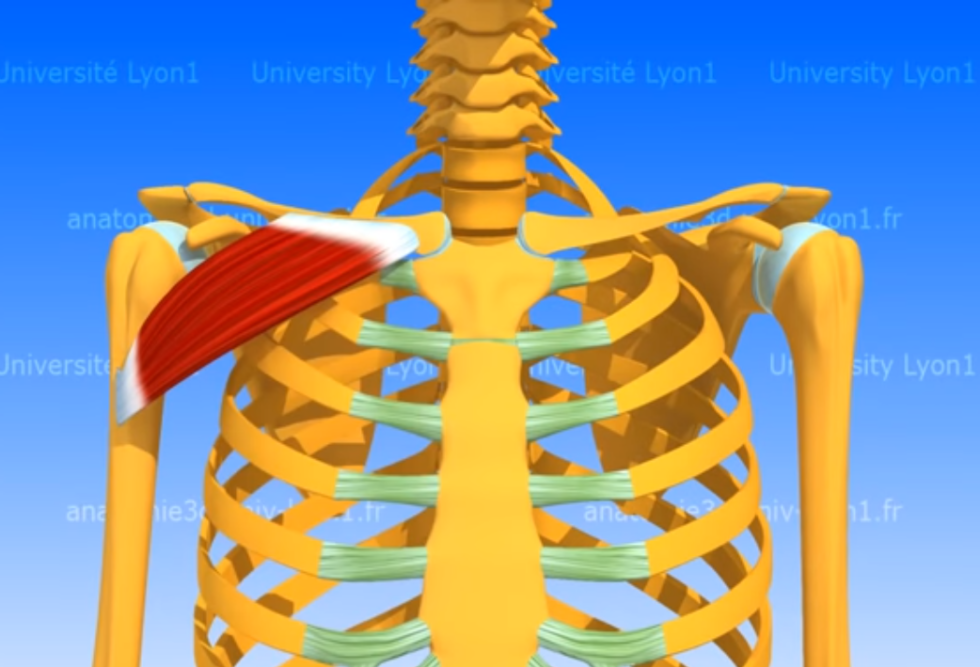 Pour des pectoraux massifs - ValeoPerformance