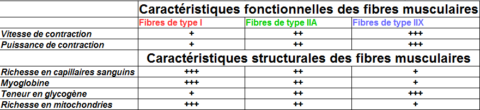 Les différents types de fibres musculaires - Valeoperformance